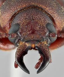 Scaphinus | CerambycID