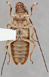 Sybra (Sybra) | CerambycID