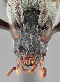 Rhaphuma | CerambycID