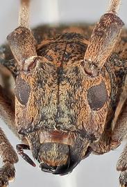 Monochamus alternatus | CerambycID